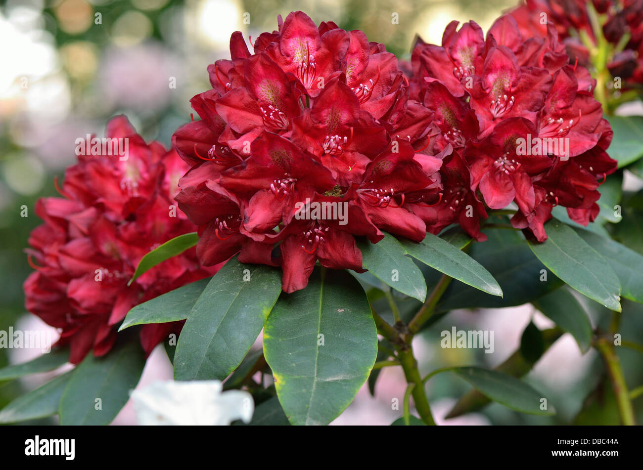 Rhododendron francesca hi-res stock photography and images - Alamy
