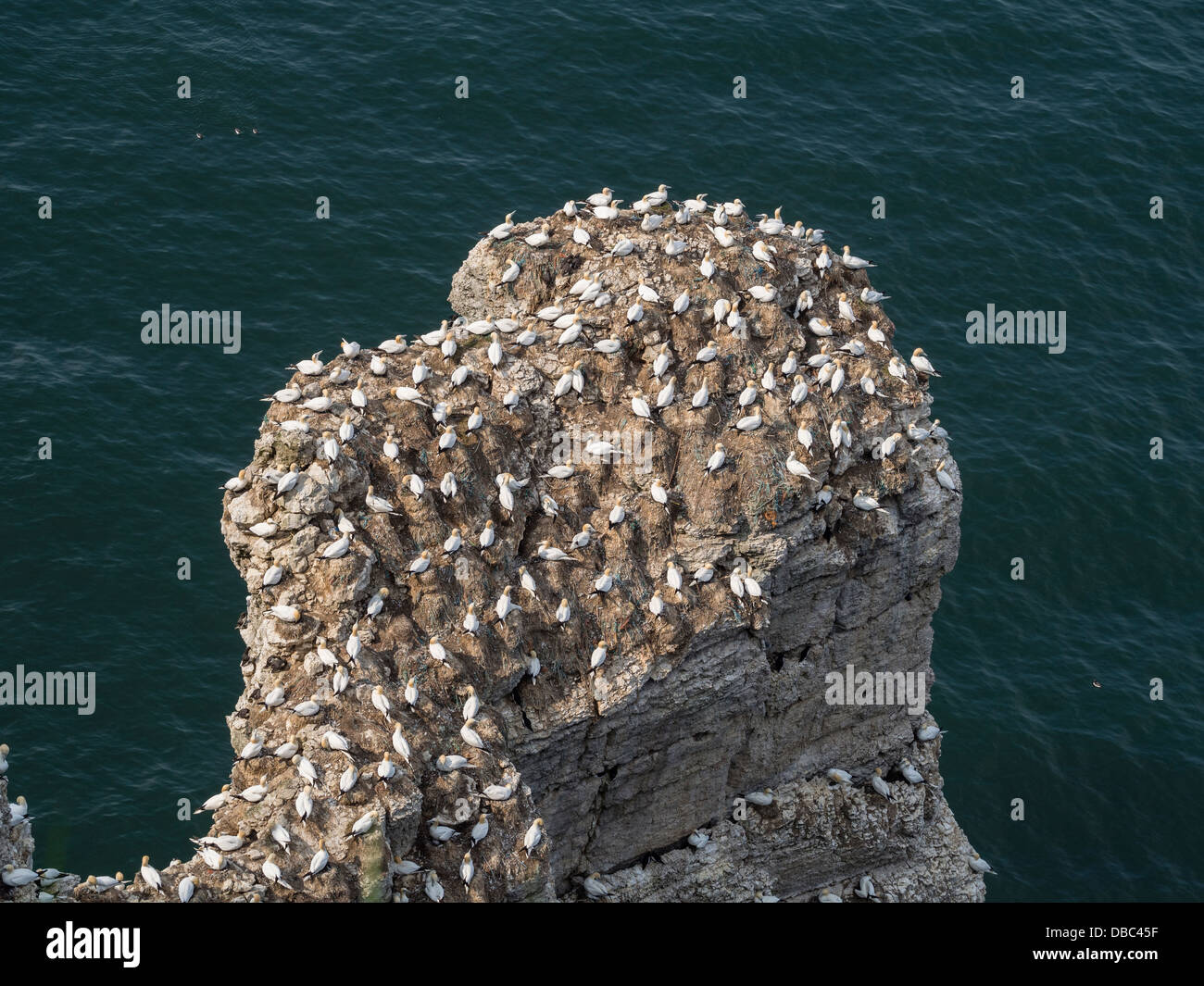 Gannets bempton cliffs east yorkshire hi-res stock photography and ...