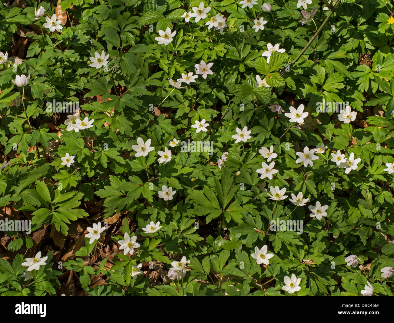 Wood Anemone Flowers Stock Photo - Alamy