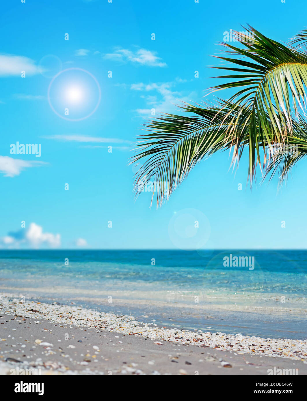White pebbles palm tree hi-res stock photography and images - Alamy