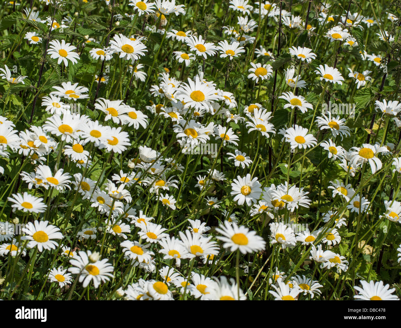 Ox eye daisy uk hi-res stock photography and images - Alamy