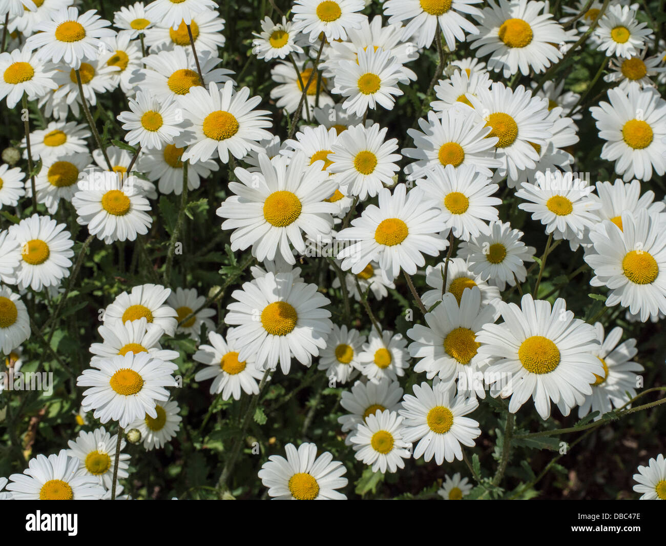 Ox eye daisy uk hi-res stock photography and images - Alamy