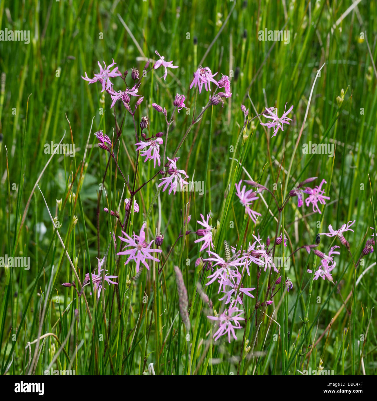 Ragged robin uk hi-res stock photography and images - Alamy