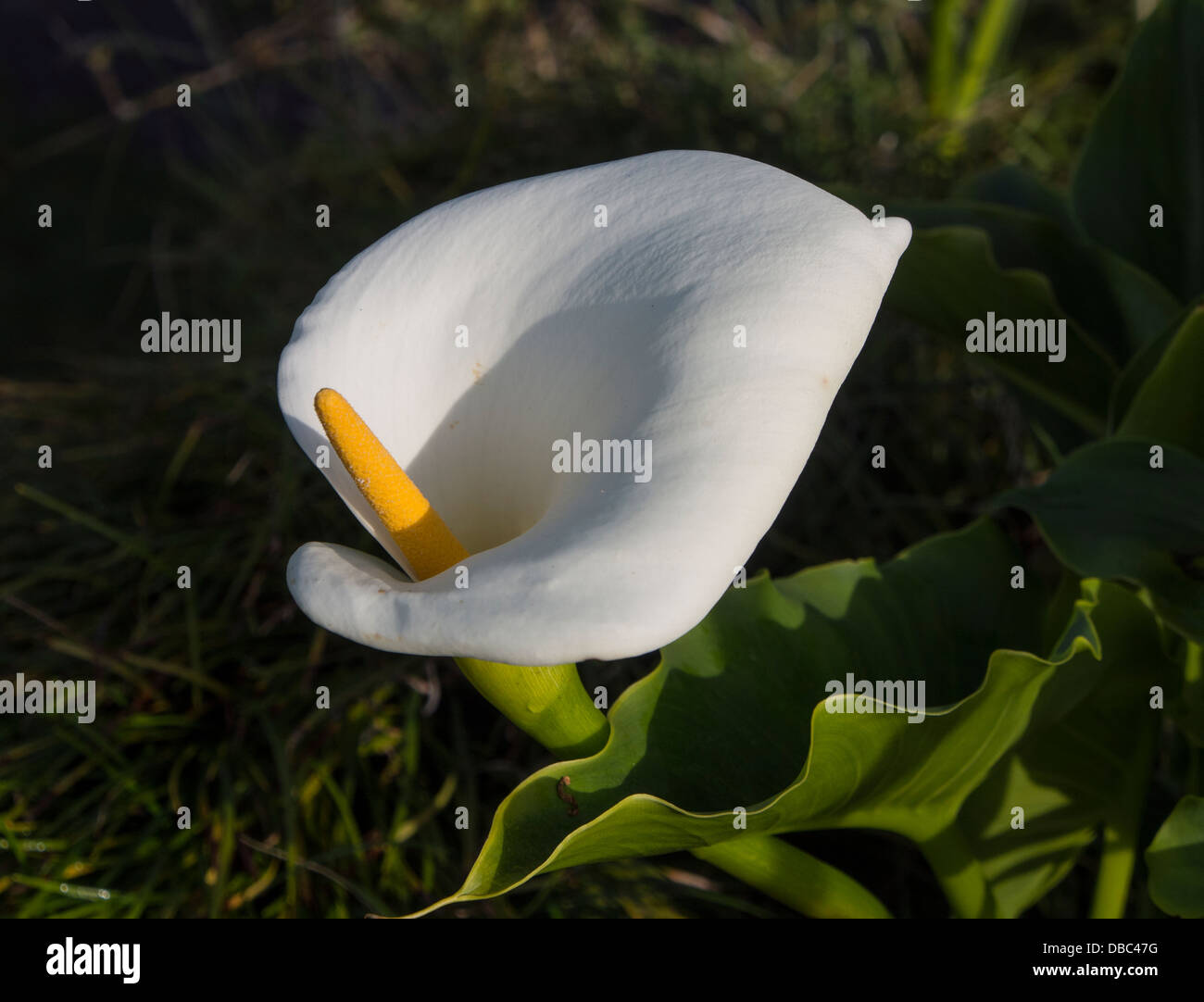 Anthurium sp. growing wild in Madeira Stock Photo - Alamy