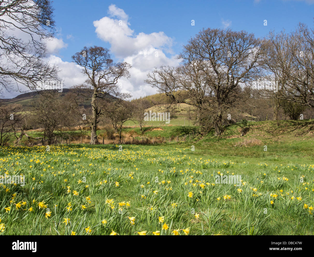 Wild daffodils in Farndale in the North York Moors National Park UK ...