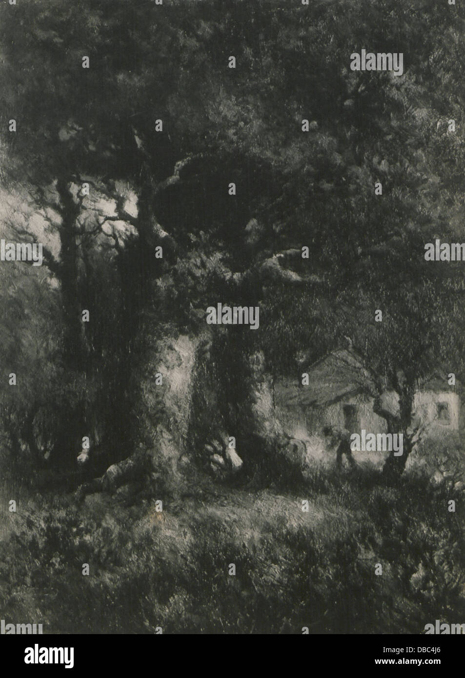 A photograph capturing the edge of a wooded area, showing the ...