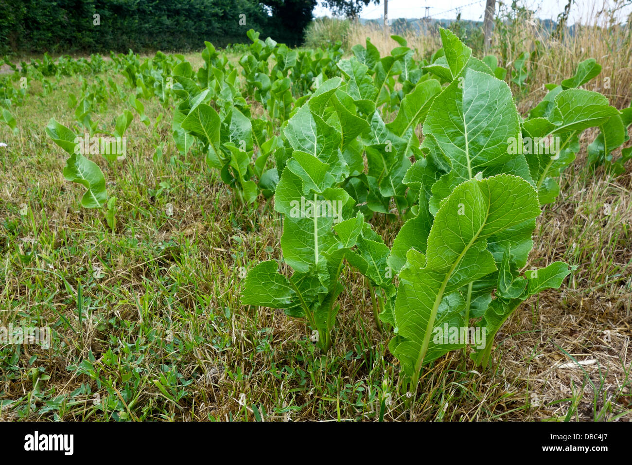 Dock leaves hi-res stock photography and images - Alamy
