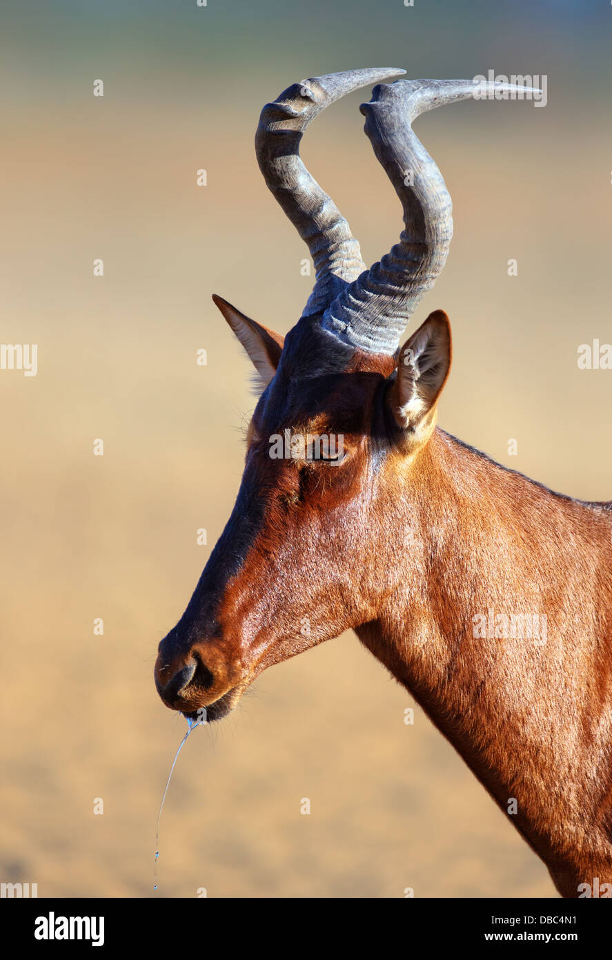 Kalahari red hi-res stock photography and images - Alamy