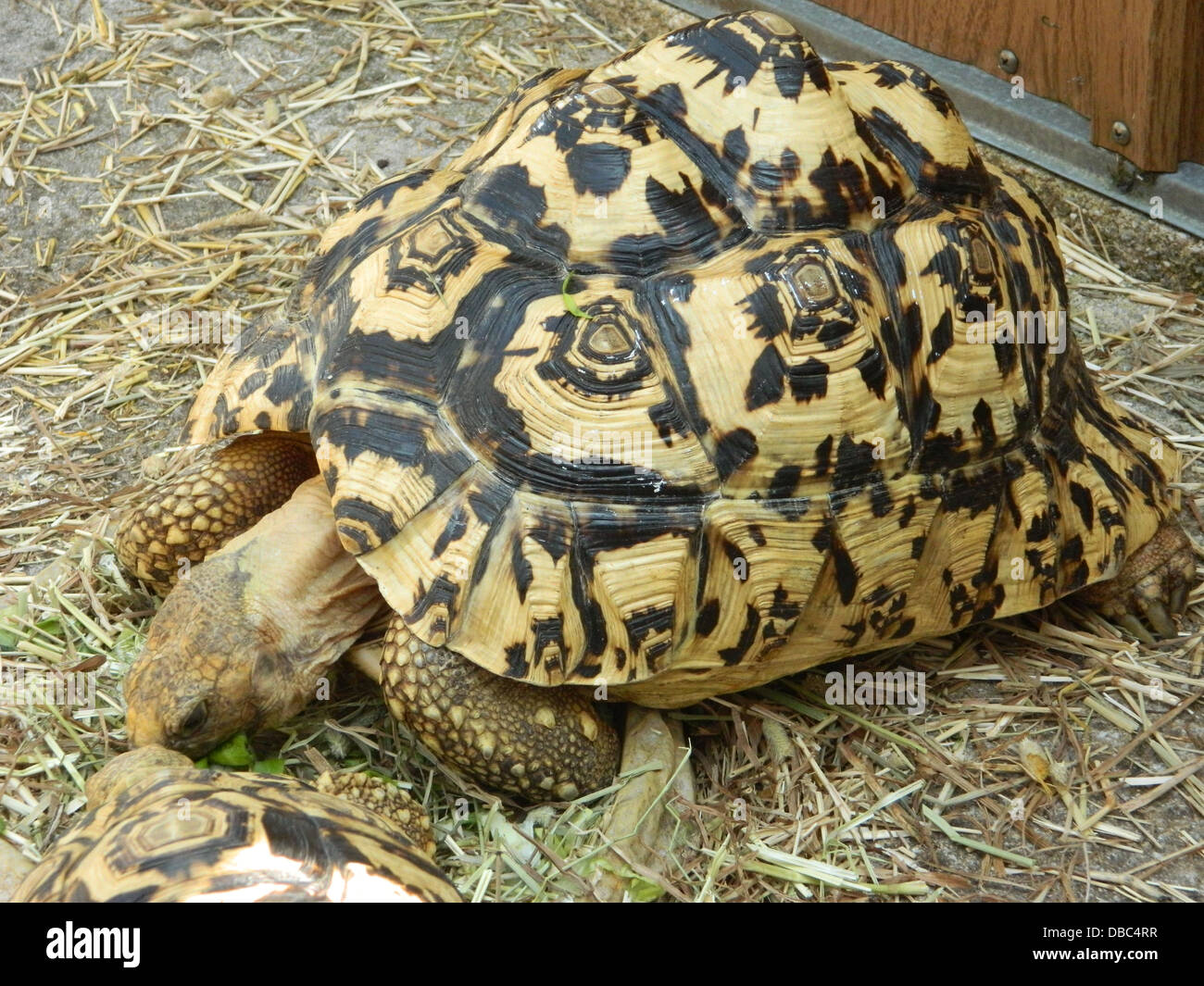 Leopard Tortoise Feeding Stock Photo - Alamy