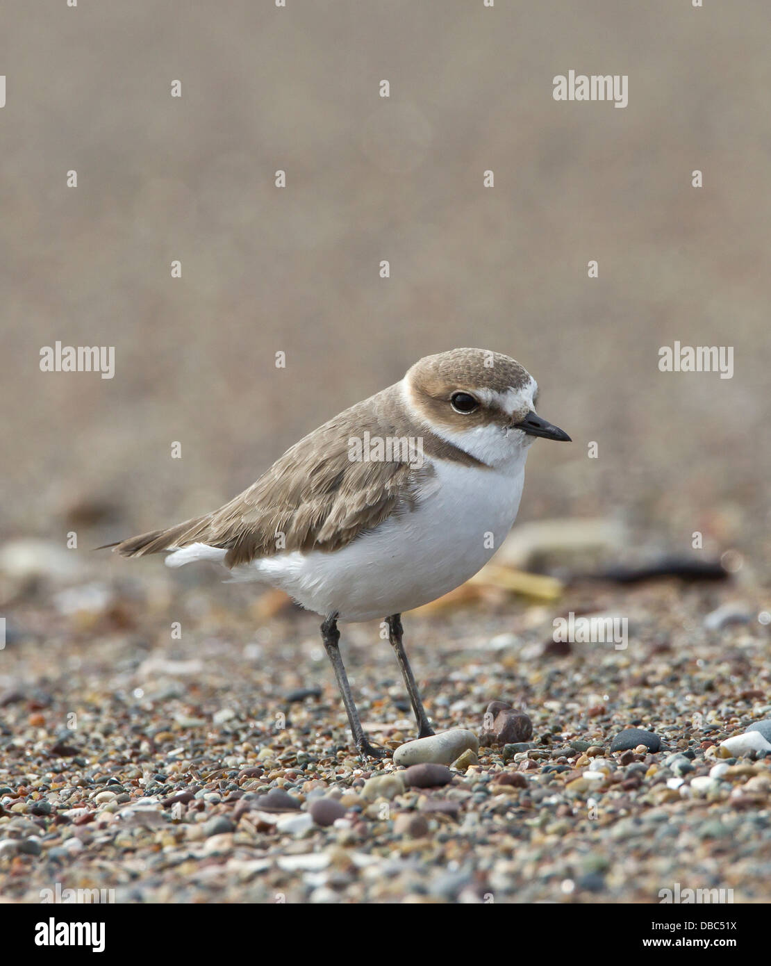 Kentish Plover Charadrius alexandrinus stood on pebble beach mandria ...