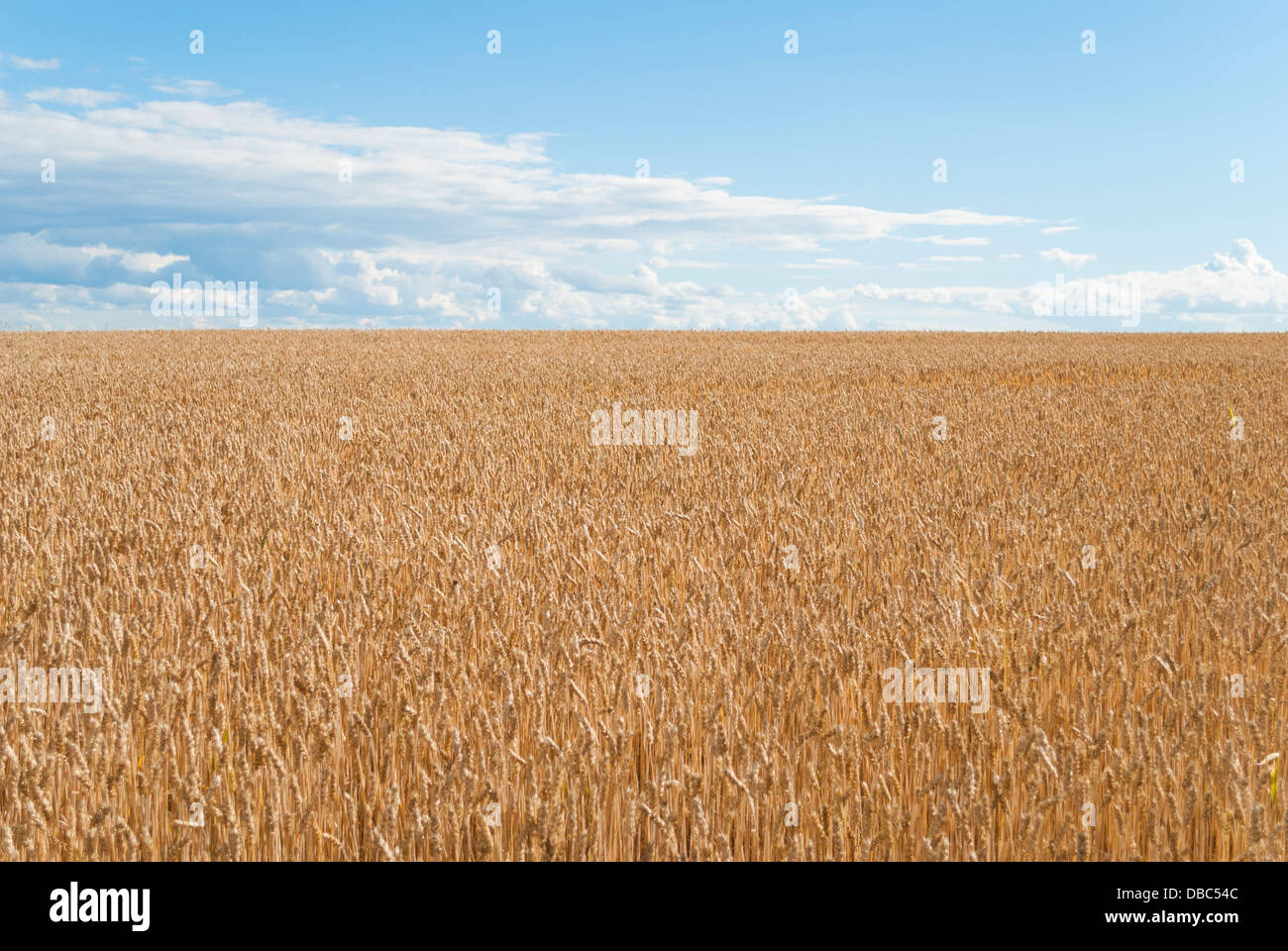 Cleaning wheat hi-res stock photography and images - Alamy