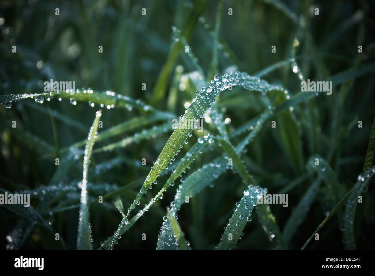 Dewy green grass illuminated by the rising sun and droplets on bokeh ...
