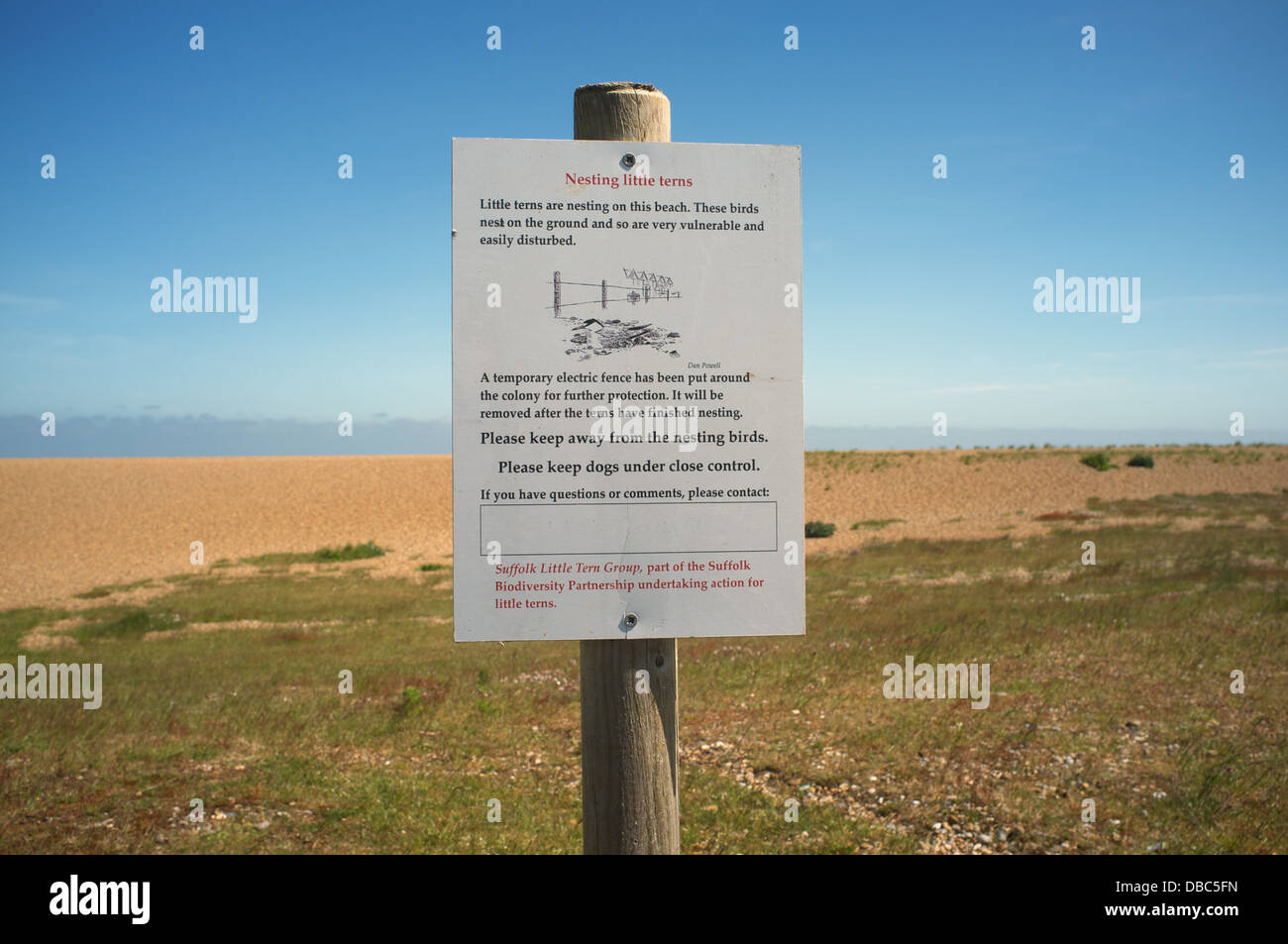 Nesting little terns sign Stock Photo - Alamy