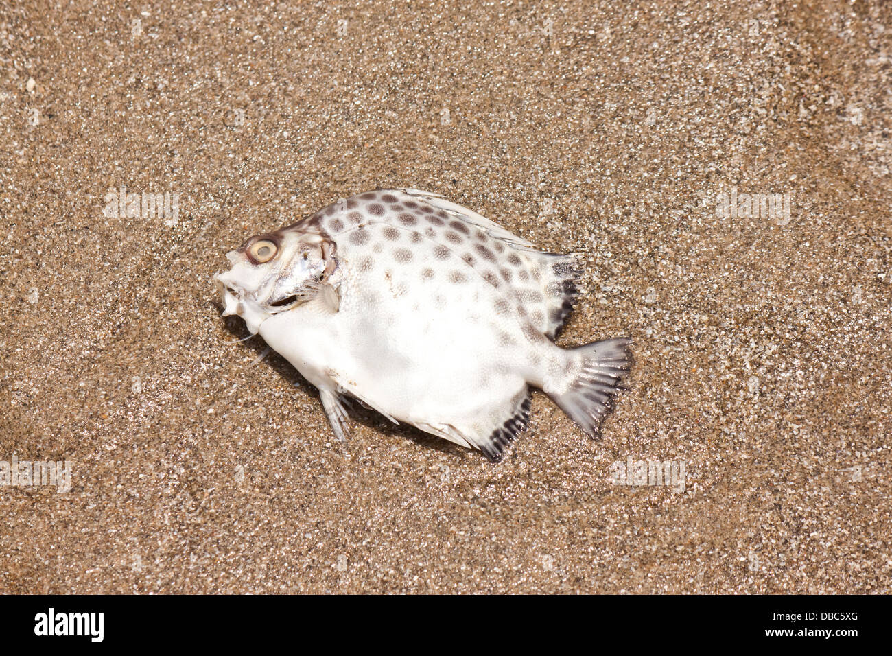 Dead sea wallpaper hi-res stock photography and images - Alamy
