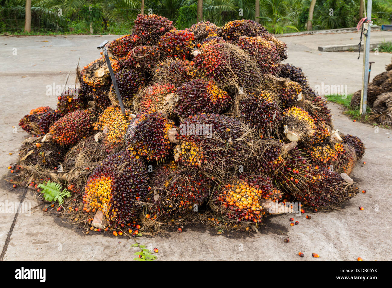 Palm oil processing hi-res stock photography and images - Alamy