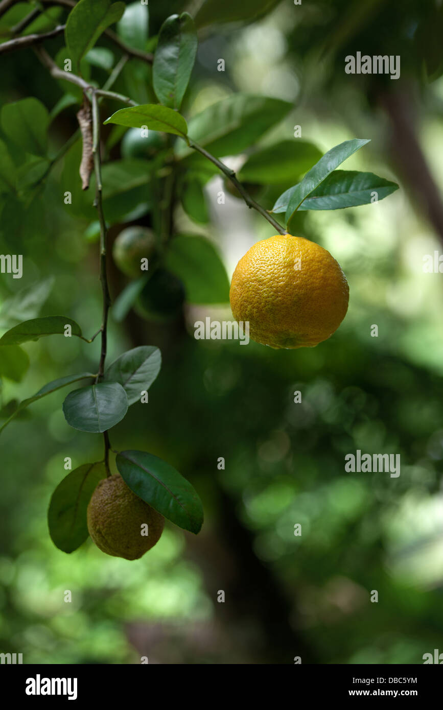 Polynesian lemon with orange coloured skin growing on lemon tree in an ...