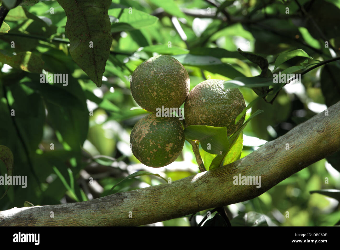 Lemon plantation hi-res stock photography and images - Alamy