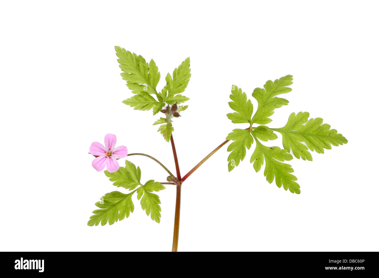 Herb robert hi-res stock photography and images - Alamy