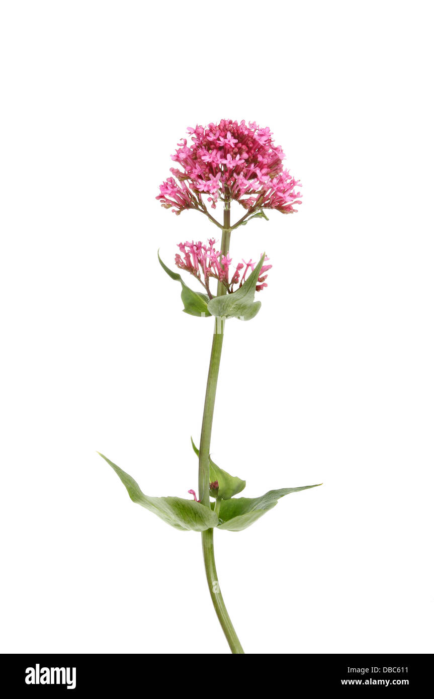 Red valerian flower hi-res stock photography and images - Alamy