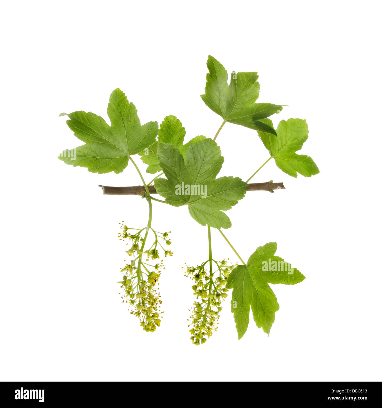 Sycamore, Acer pseudoplatanus, leaves and flowers isolated against ...