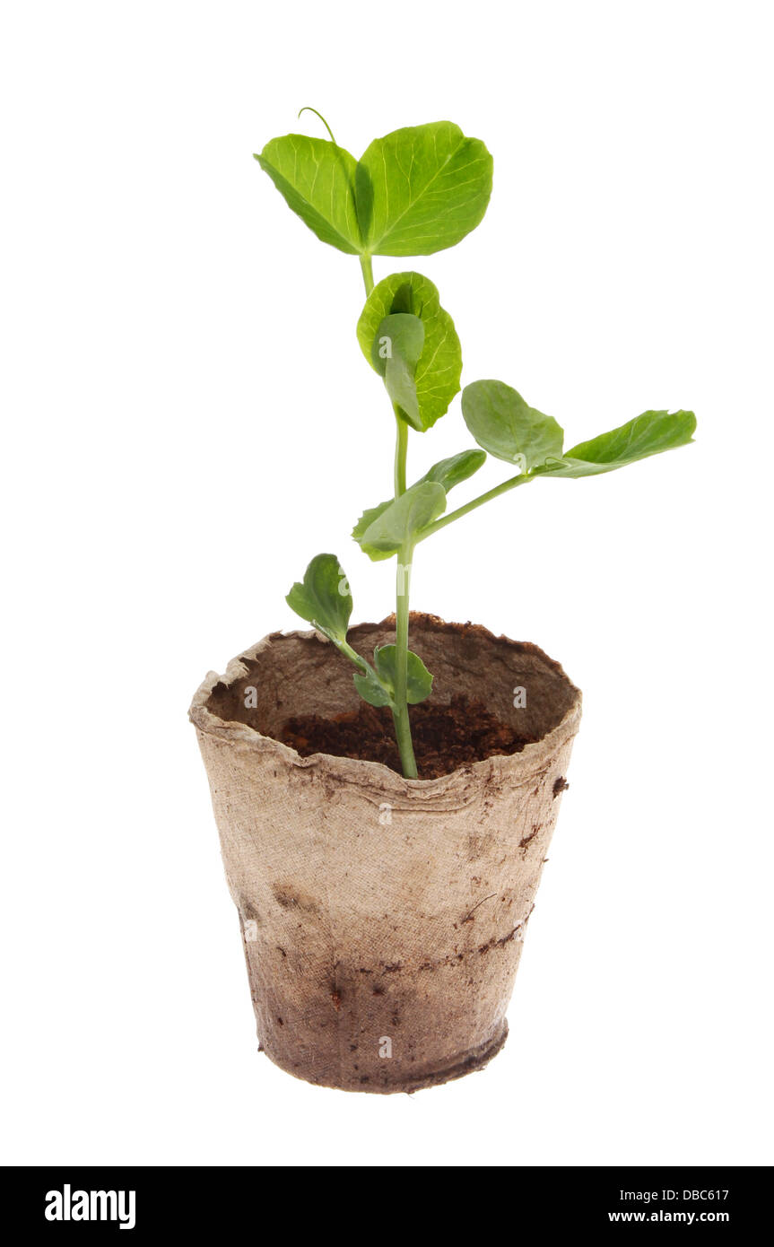 Sweet pea seedling hi-res stock photography and images - Alamy