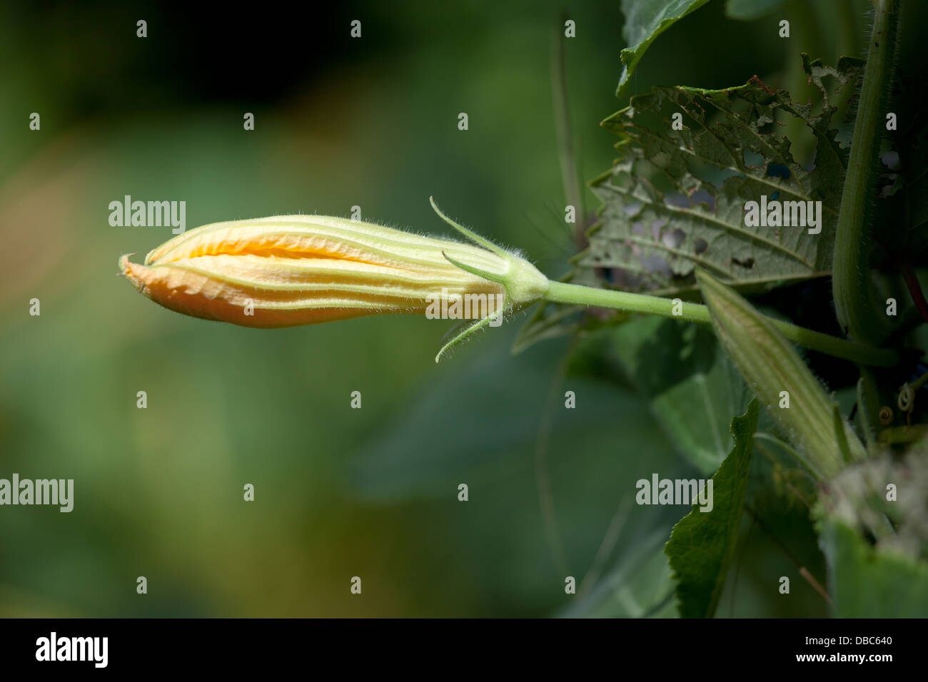 Yellow Courgette or Zucchini plant ( Cucurbita pepo ) in a green ...