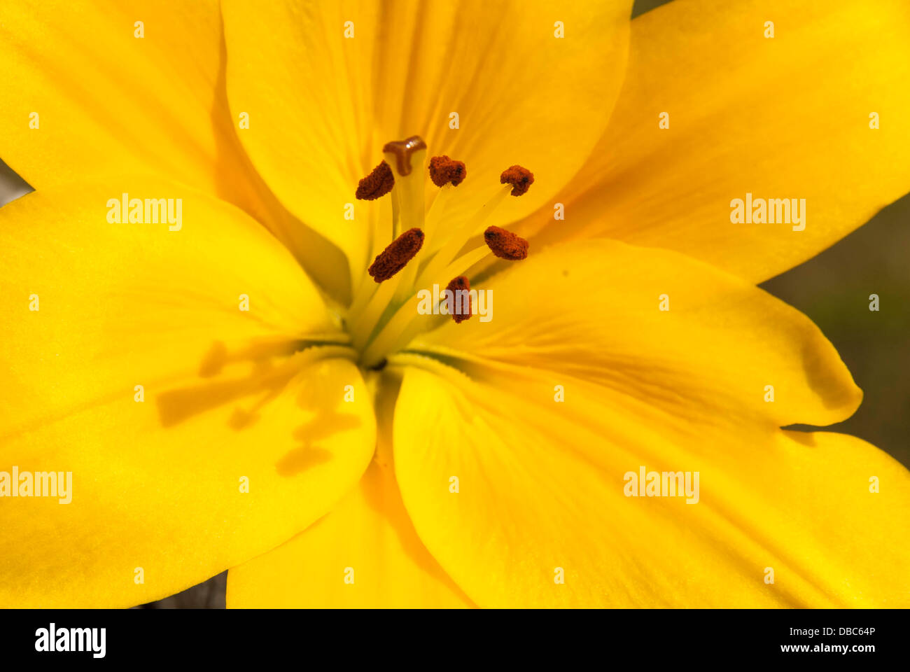 Lilium plant pot hi-res stock photography and images - Alamy