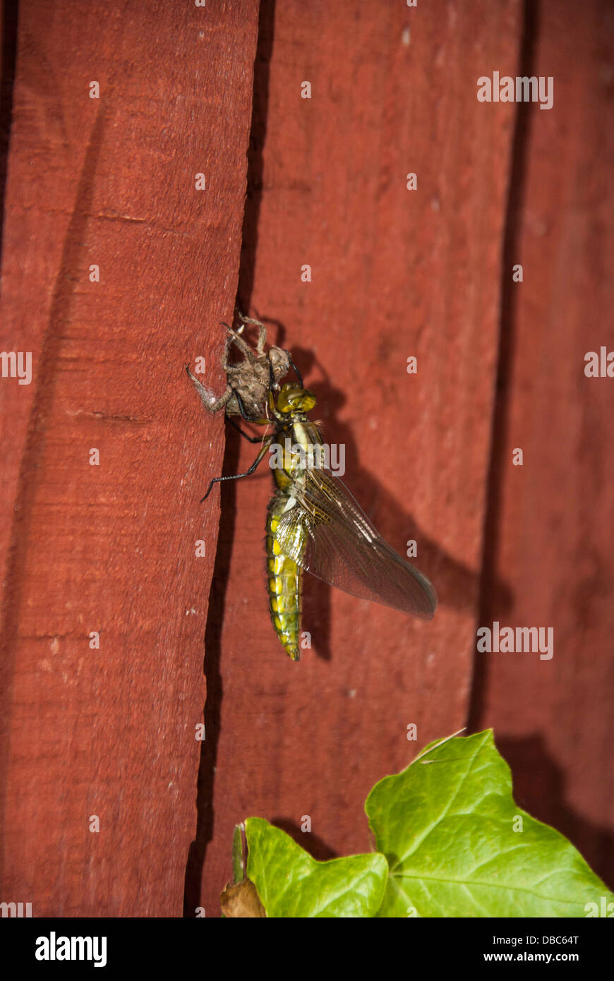 Libellula depressa larva hi-res stock photography and images - Alamy