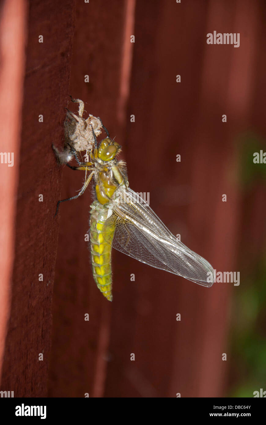 Yellow bodied insects hi-res stock photography and images - Alamy