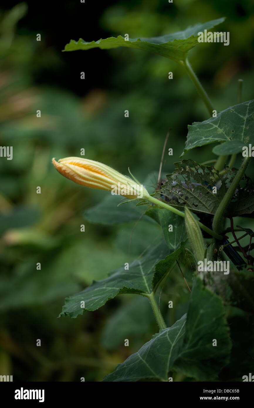 Yellow Courgette or Zucchini plant ( Cucurbita pepo ) in a green ...