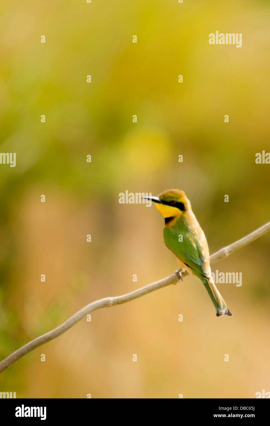 Little Bee-Eater (Merops pusillus) Bijilo Forest Park Kololi Gambia ...