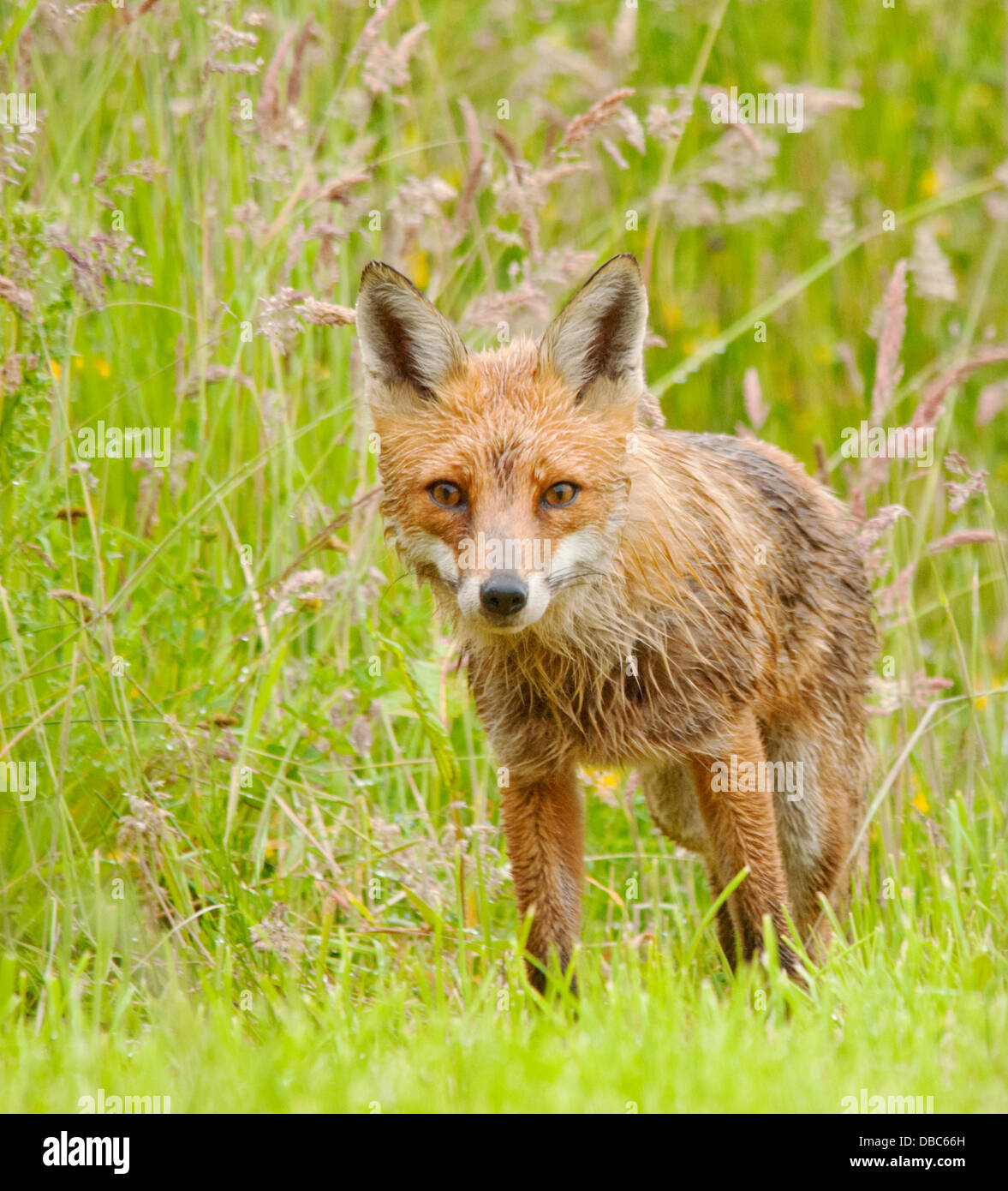Wet red fox hi-res stock photography and images - Alamy