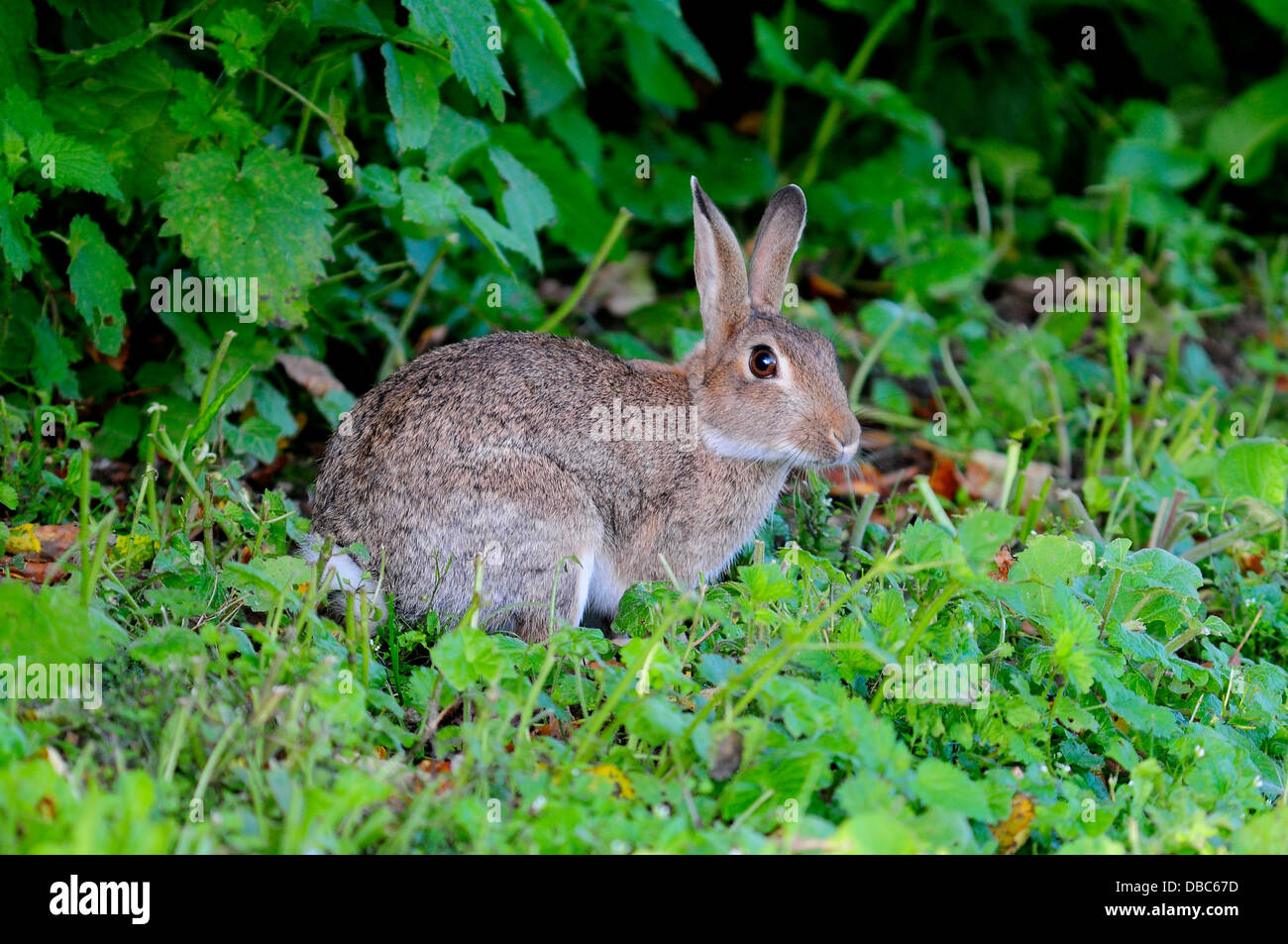 Long eared rabbit hi-res stock photography and images - Alamy