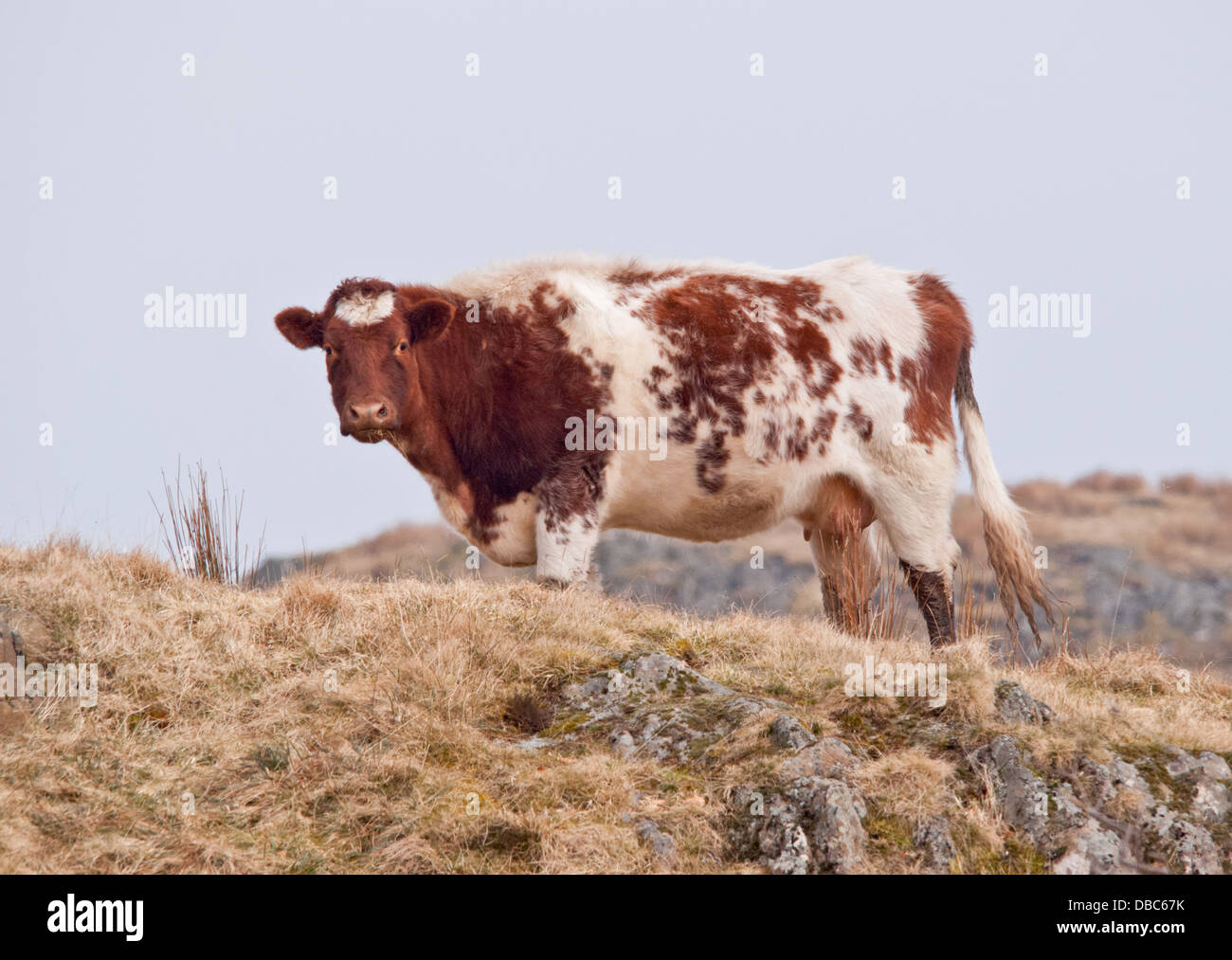 Commercial cow hi-res stock photography and images - Alamy