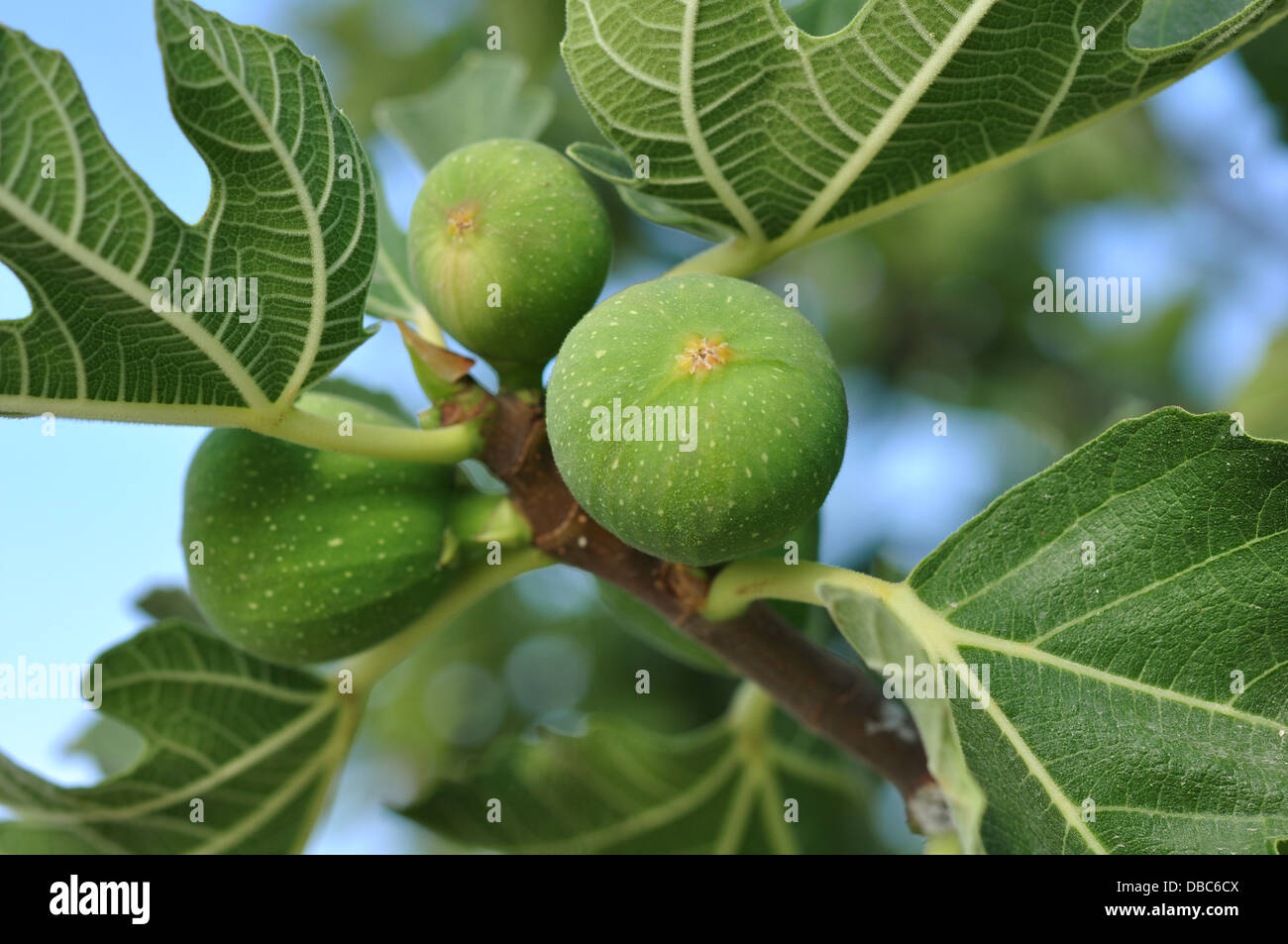 Figs on stem hi-res stock photography and images - Alamy
