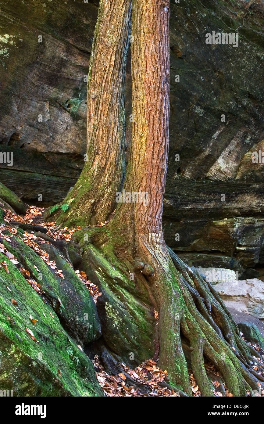 A Tree Trunk And Roots At Old Man's Cave In The Hocking Hills Region Of ...