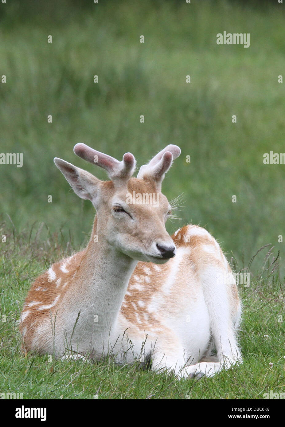 Young fallow deer sitting in grassland Stock Photo - Alamy