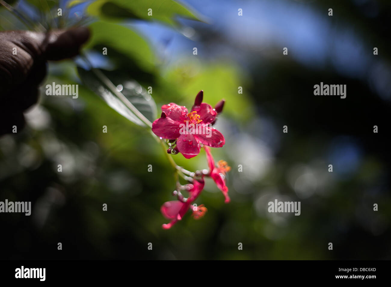 Pink tropical flowers with rain drops on petals in Aitutaki Island ...