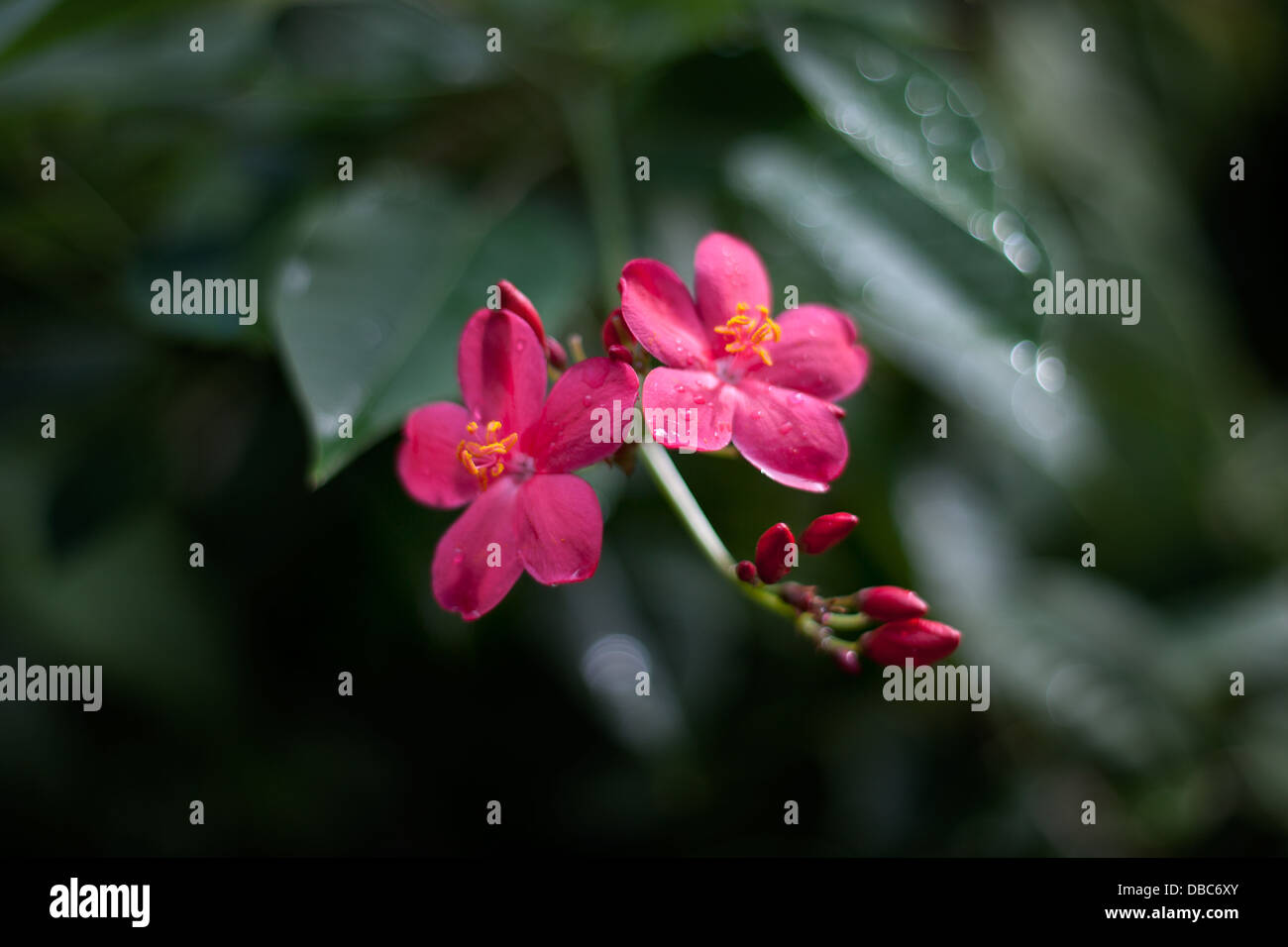 Pink tropical flowers with rain drops on petals in Aitutaki Island ...