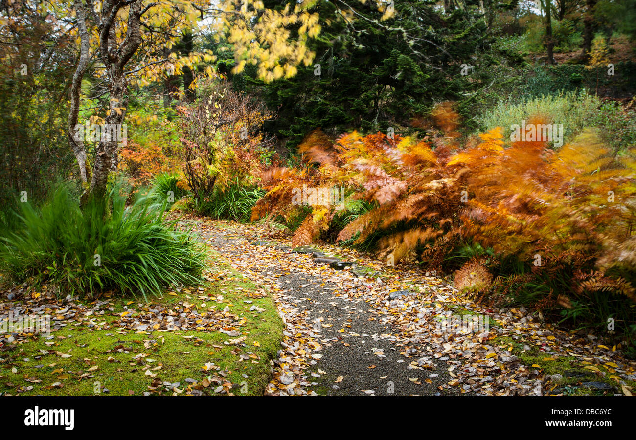 Wind blowing through Autumn foliage, Ireland Stock Photo - Alamy