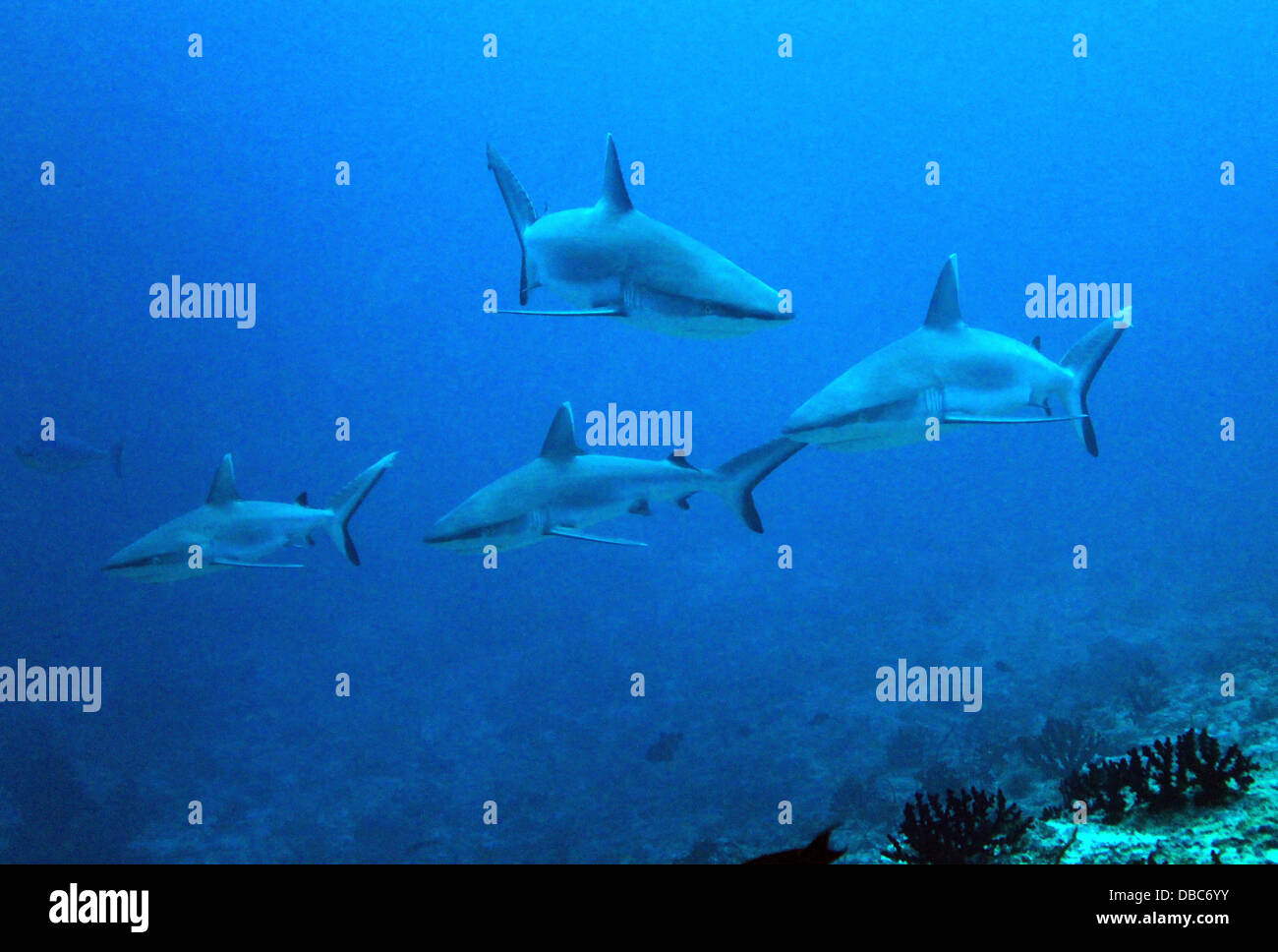 Four Grey Reef Sharks (Carcharhinus Amblyrhynchos) at Guraidhoo Corner ...