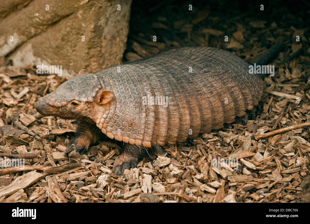 Large Hairy Armadillo (chaetophractus villosus Stock Photo - Alamy