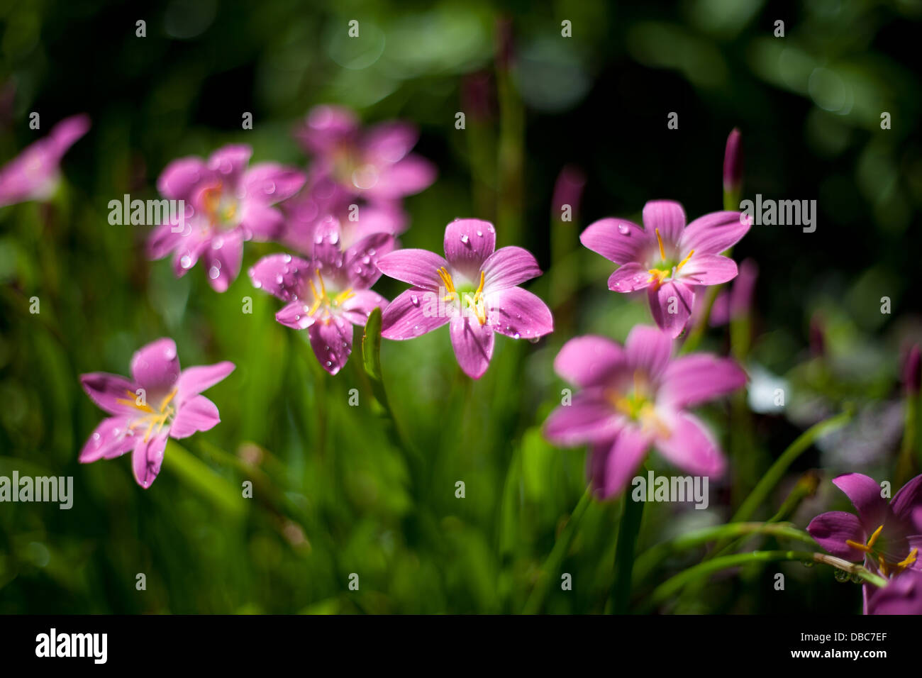 Tropical wild pink flowers with rain drops on petals - Aitutaki Island ...