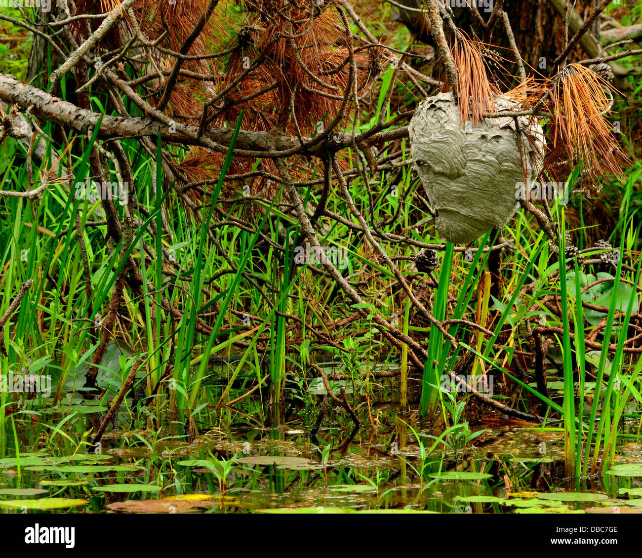 Hornets Nest hanging in a tree over a swamp in the summer months Stock ...
