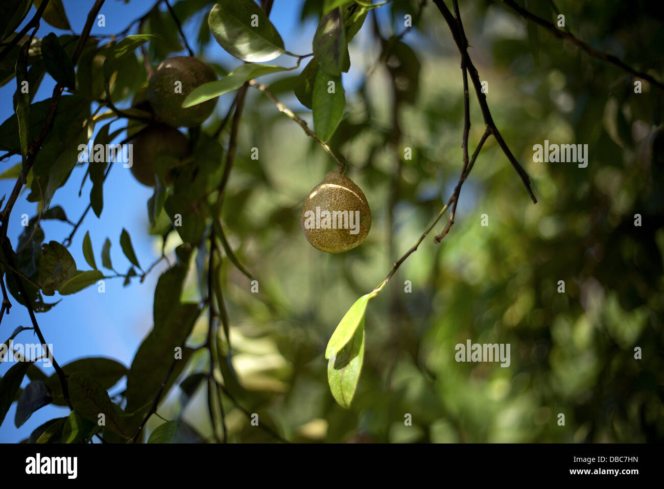 Polynesian lemon growing on lemon tree in an organic fruit plantation ...