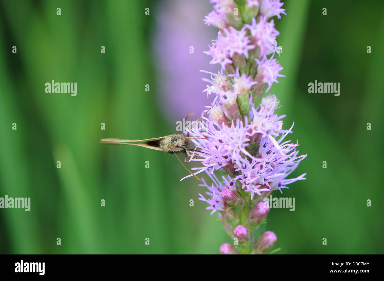 A silver spotted skipper butterfly on purple liatris Stock Photo - Alamy