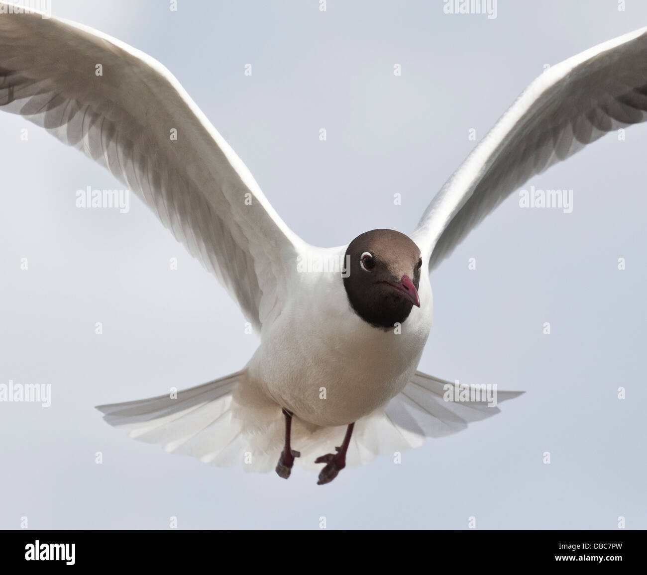 Black Headed Gull in flight Stock Photo - Alamy