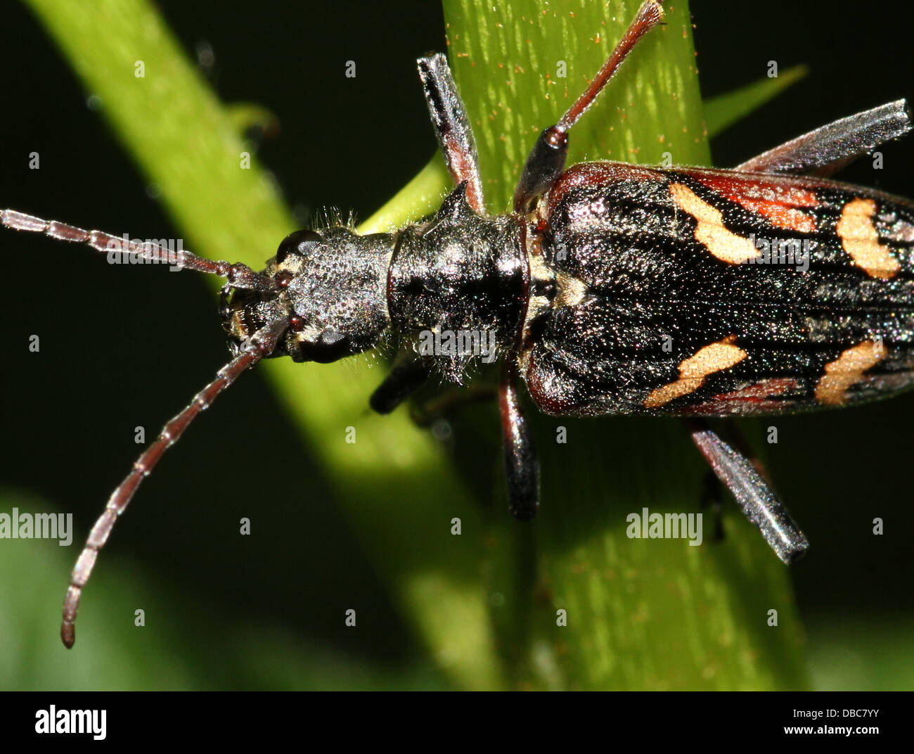 Very detailed Two-banded longhorn beetle (Rhagium bifasciatum) close ...