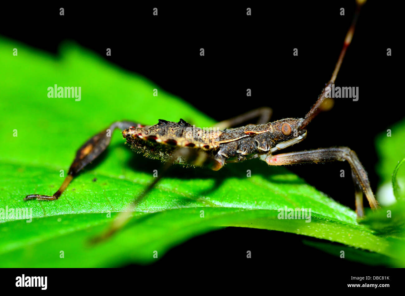 Assassin Bug perched on a green plant leaf Stock Photo - Alamy