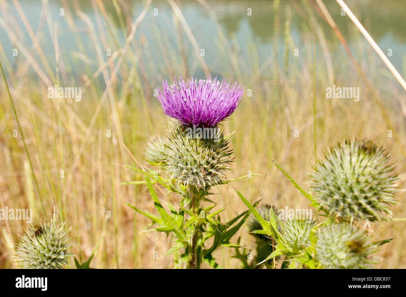 Thistle prickly plant hi-res stock photography and images - Alamy